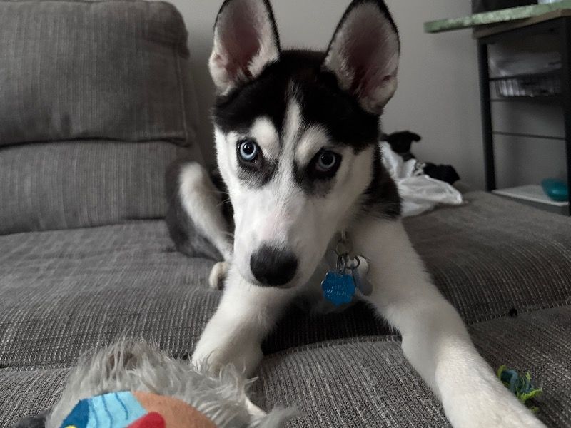 Khaleesi - Female Puppy Siberian Husky for Breeding in Northampton ...