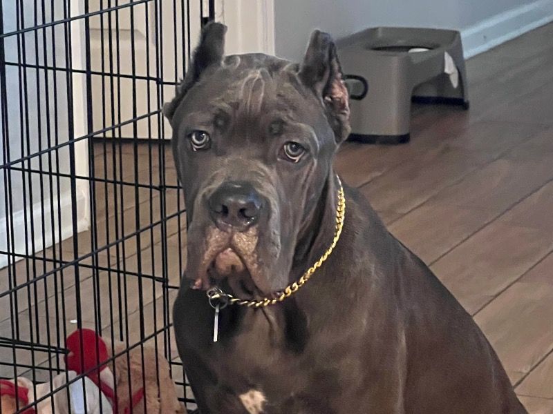 Cerberus - Male 2-Year-Old Cane Corso for Breeding in Clayton County ...