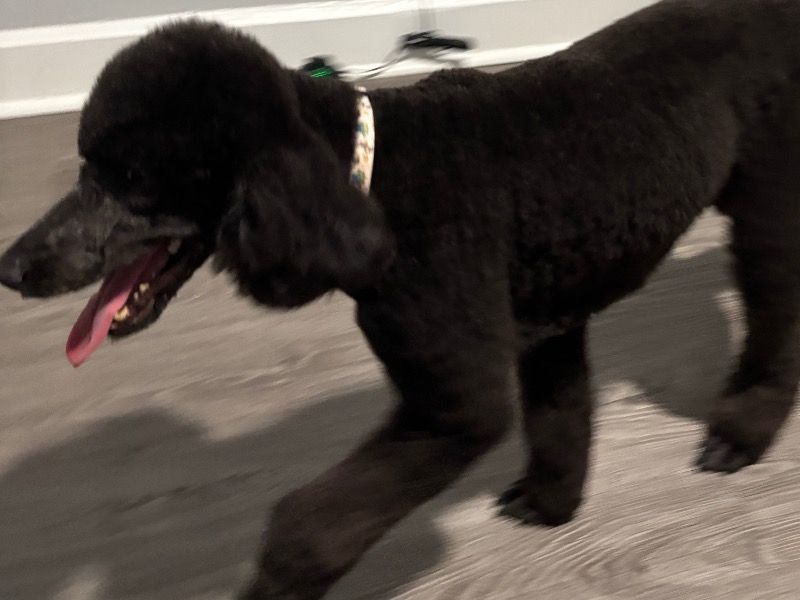 Moana - Female 2-Year-Old Standard Poodle for Breeding in Washington ...