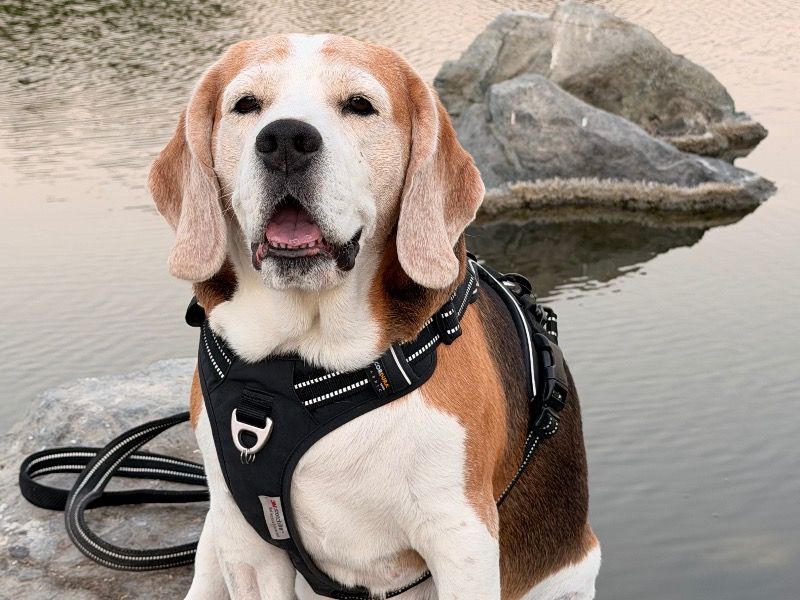 Joey - Male 6-Year-Old Beagle for Breeding in Dubai, Dubai | #XFYHQ8