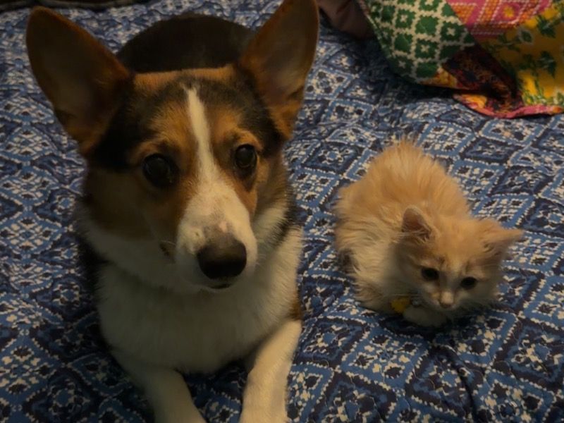 Munchkin - Female Young Corgi for Breeding in Washington County, IN | # ...