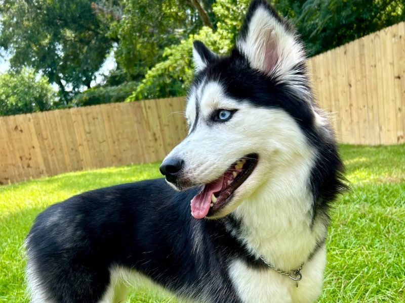 Skye - Female 3-Year-Old Siberian Husky for Breeding in Escambia County ...