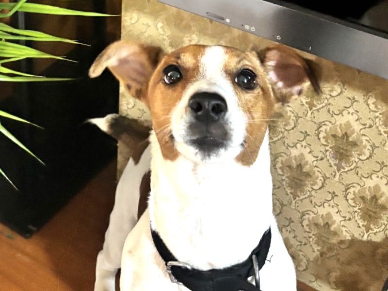 Alpha - Male 3-Year-Old Jack Russell Terrier for Breeding in Bangalore ...