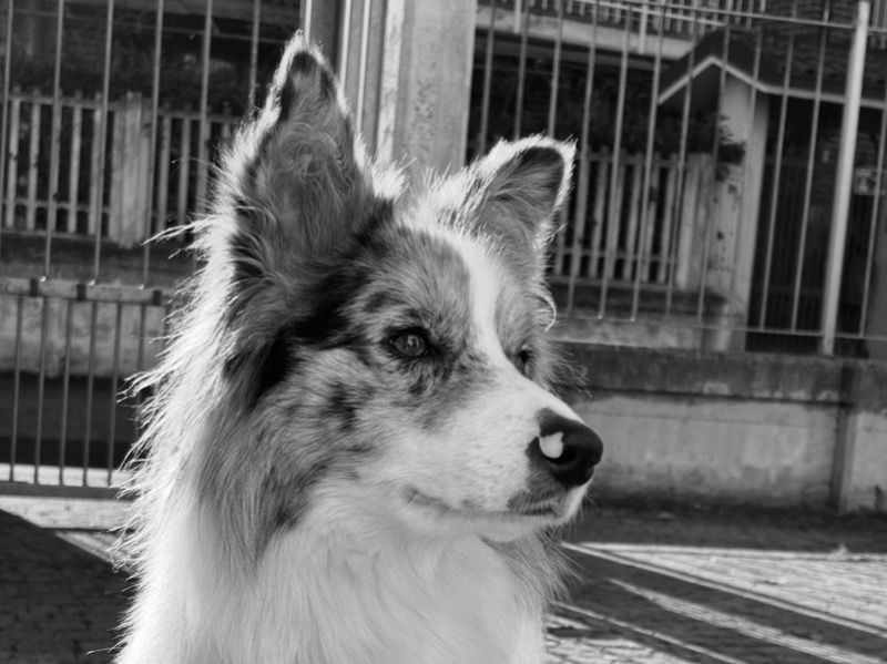 Lilith - Female 2-Year-Old Border Collie for Breeding in Piemonte | #SBYYV2