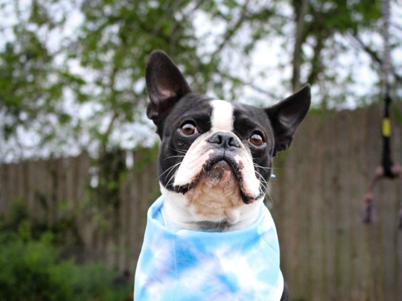 Paco - Male 2-Year-Old Boston Terrier for Breeding in Brazoria County ...