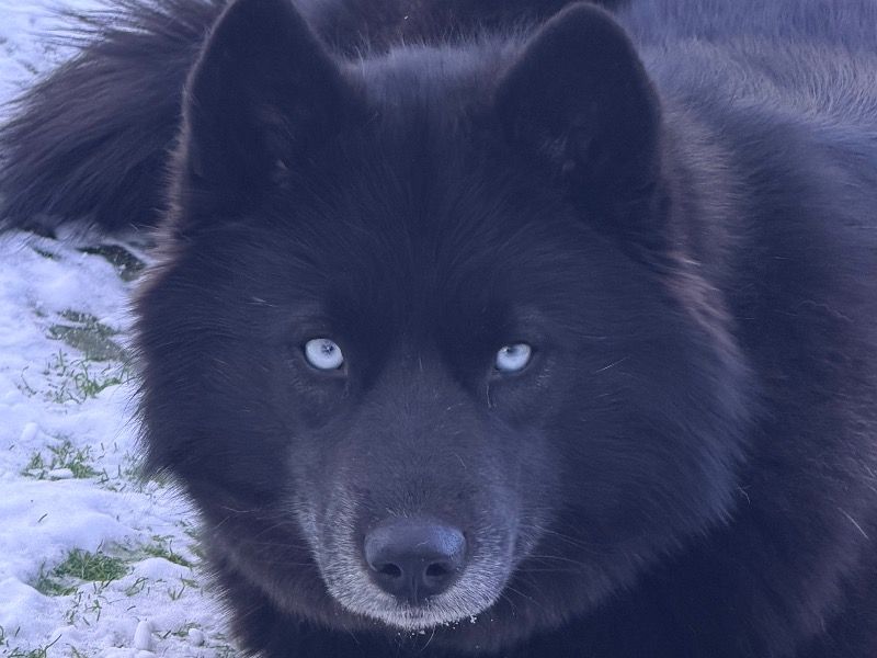 Karma - Female 2-Year-Old Siberian Husky for Breeding in Kent County ...