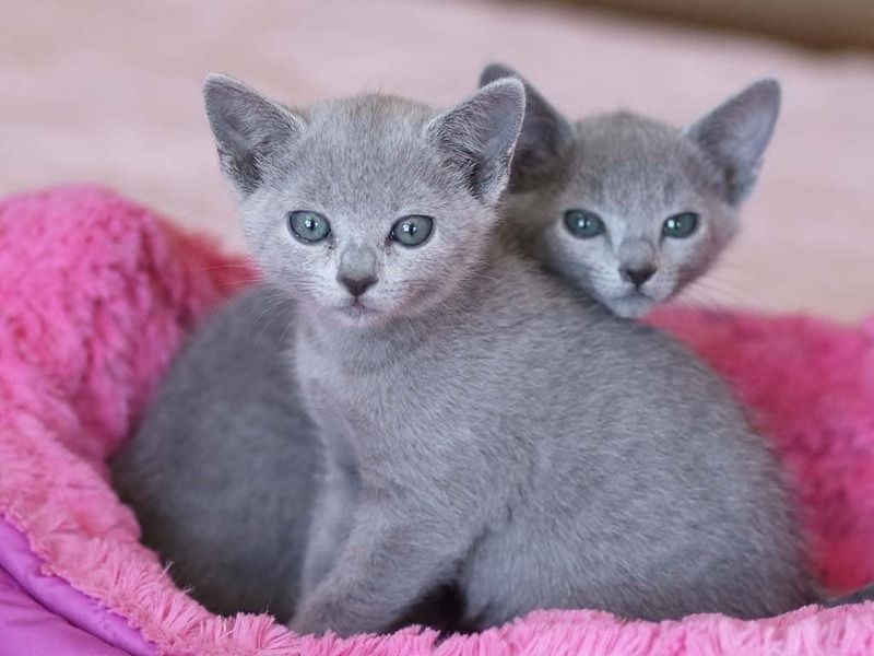 Health Russian Blue Kitten - Female Kitten Russian Blue for Sale in Los ...