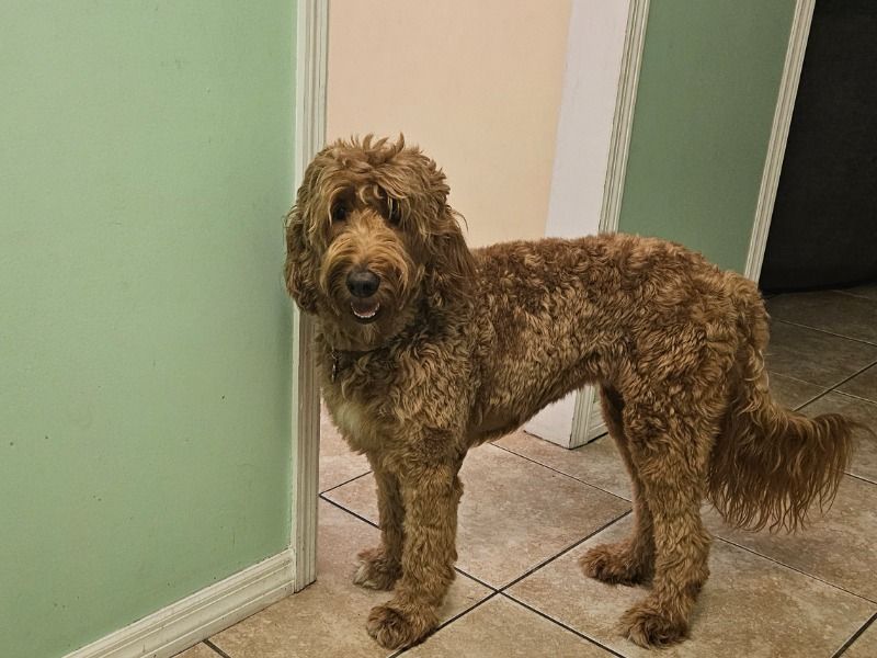 Lilly - Female 3-Year-Old Mini Golden Doodle for Breeding in Duval ...